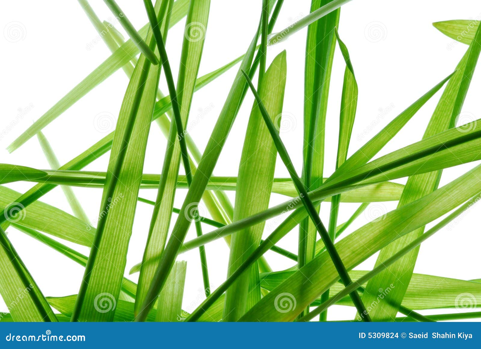 Grass blades stock photo. Image of stalks, closeup, natural - 5309824