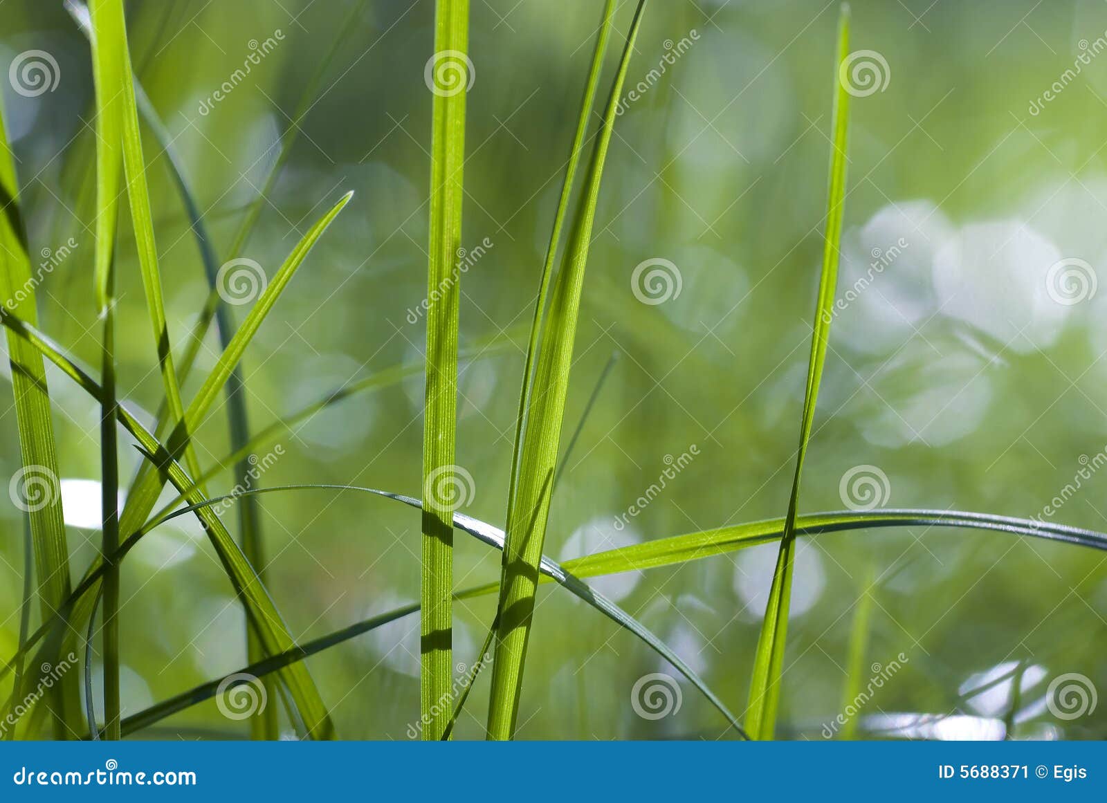 Grass Blades Royalty-Free Stock Photography | CartoonDealer.com #5688371