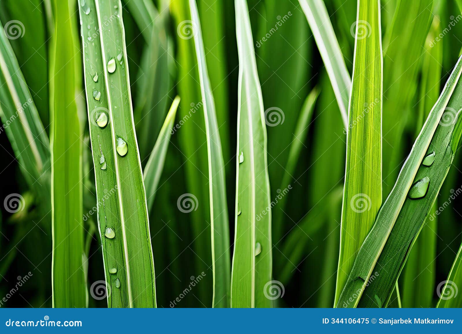 Grass Blades Close Up on the Texture and Linear Patterns Stock ...