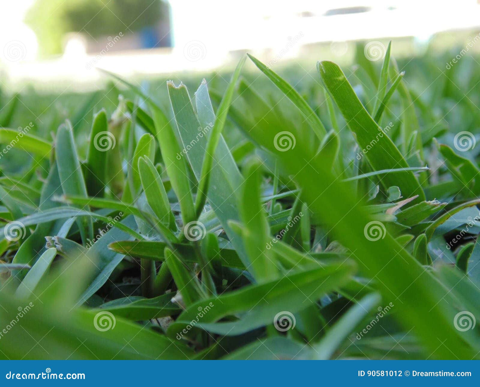 Grass blades stock photo. Image of closeup, summer, blades - 90581012
