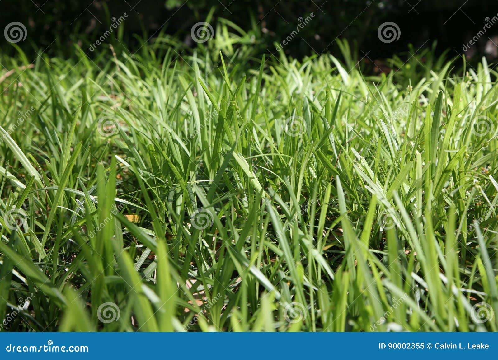 Grass Blades stock image. Image of lawnmower, mower, ragweed - 90002355