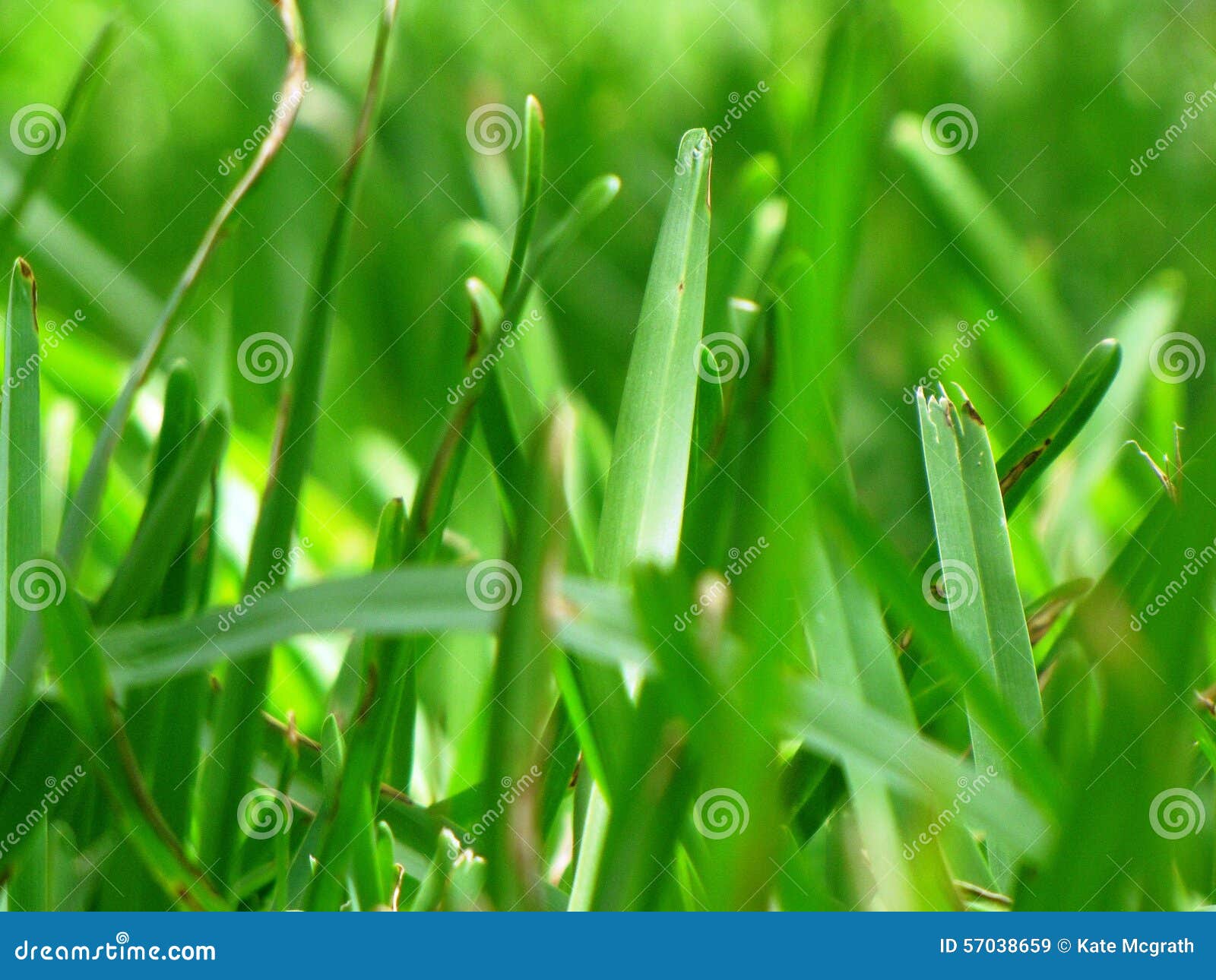 Grass blades stock image. Image of yard, green, close - 57038659