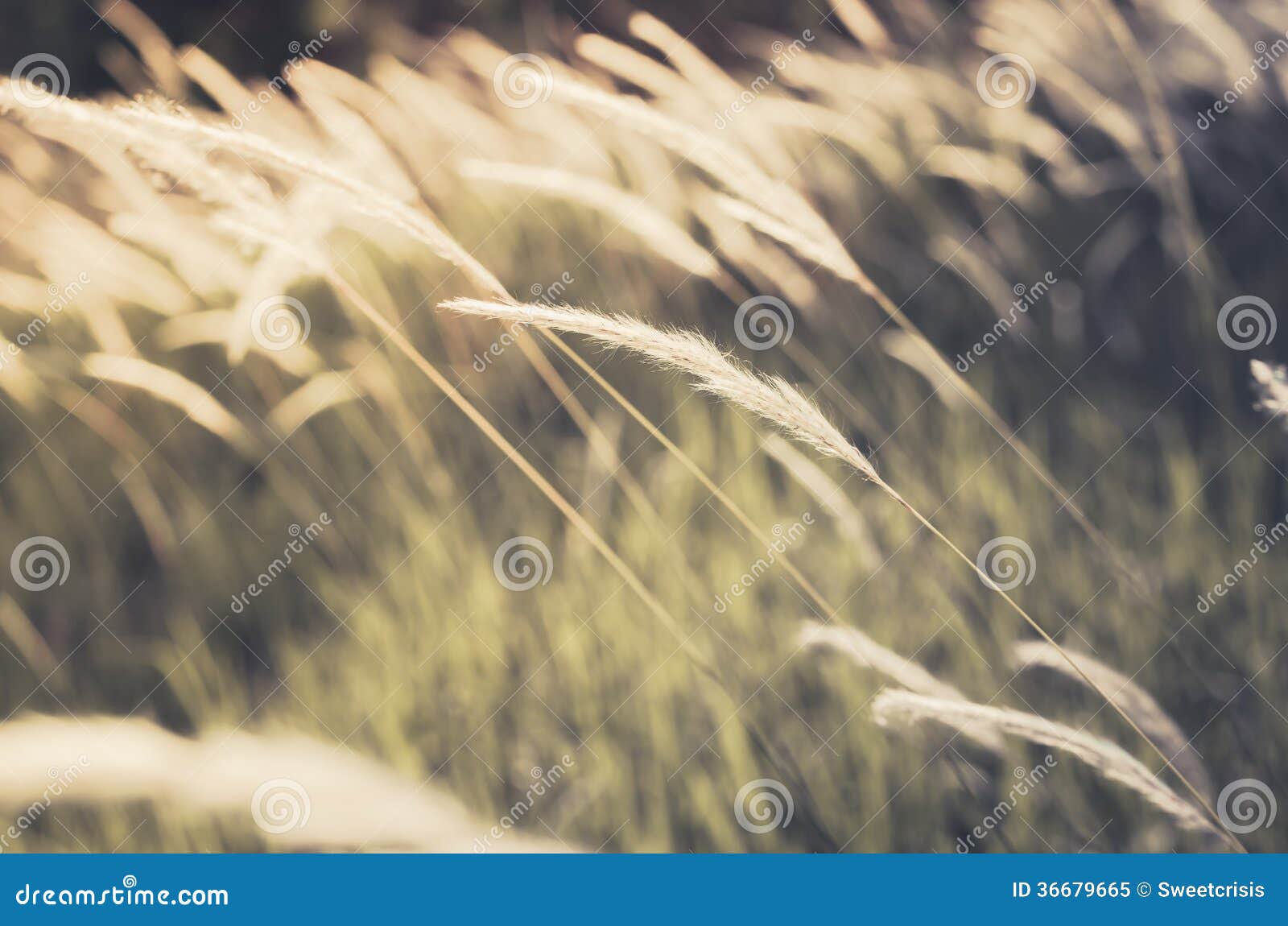 Grass bloom plant stock image. Image of closeup, beauty - 36679665