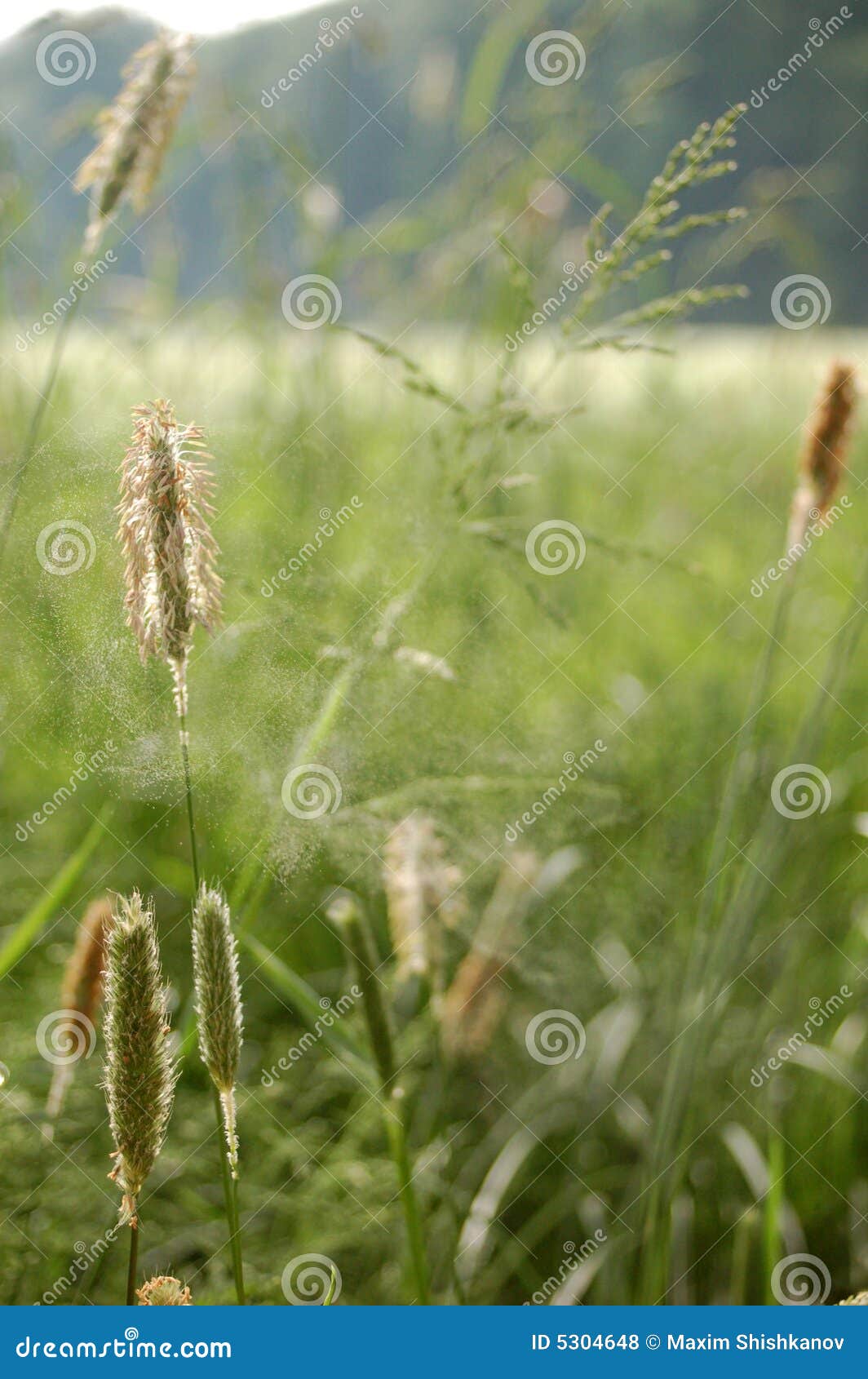 Grass and blossom dust stock photo. Image of grow, farming - 5304648