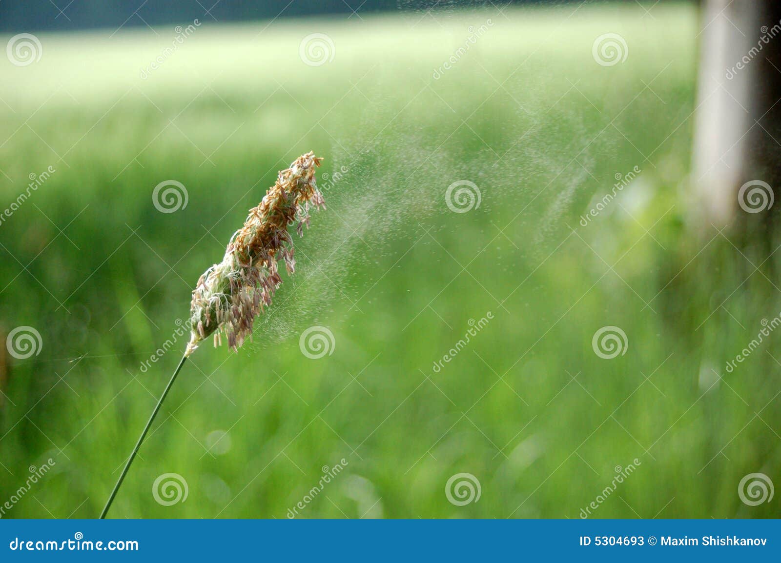 Grass and blossom dust stock image. Image of foreground - 5304693
