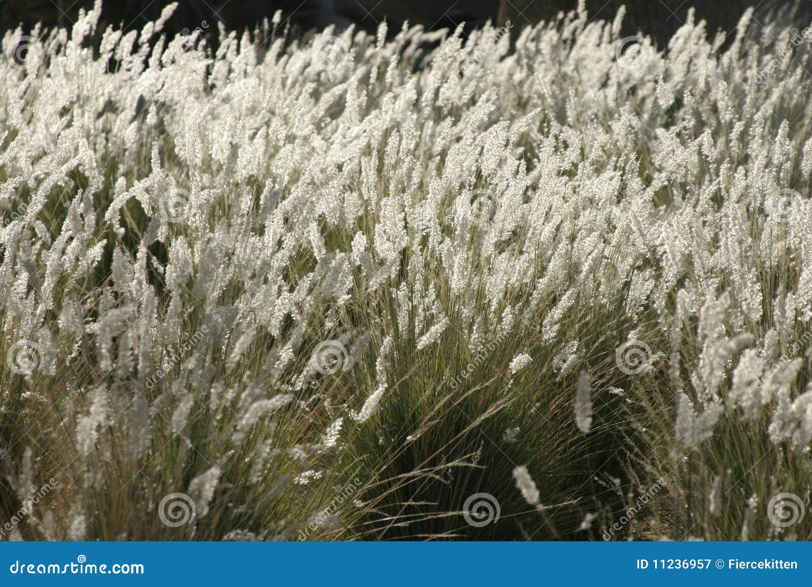 Grass blowing in the wind stock image. Image of brown - 11236957