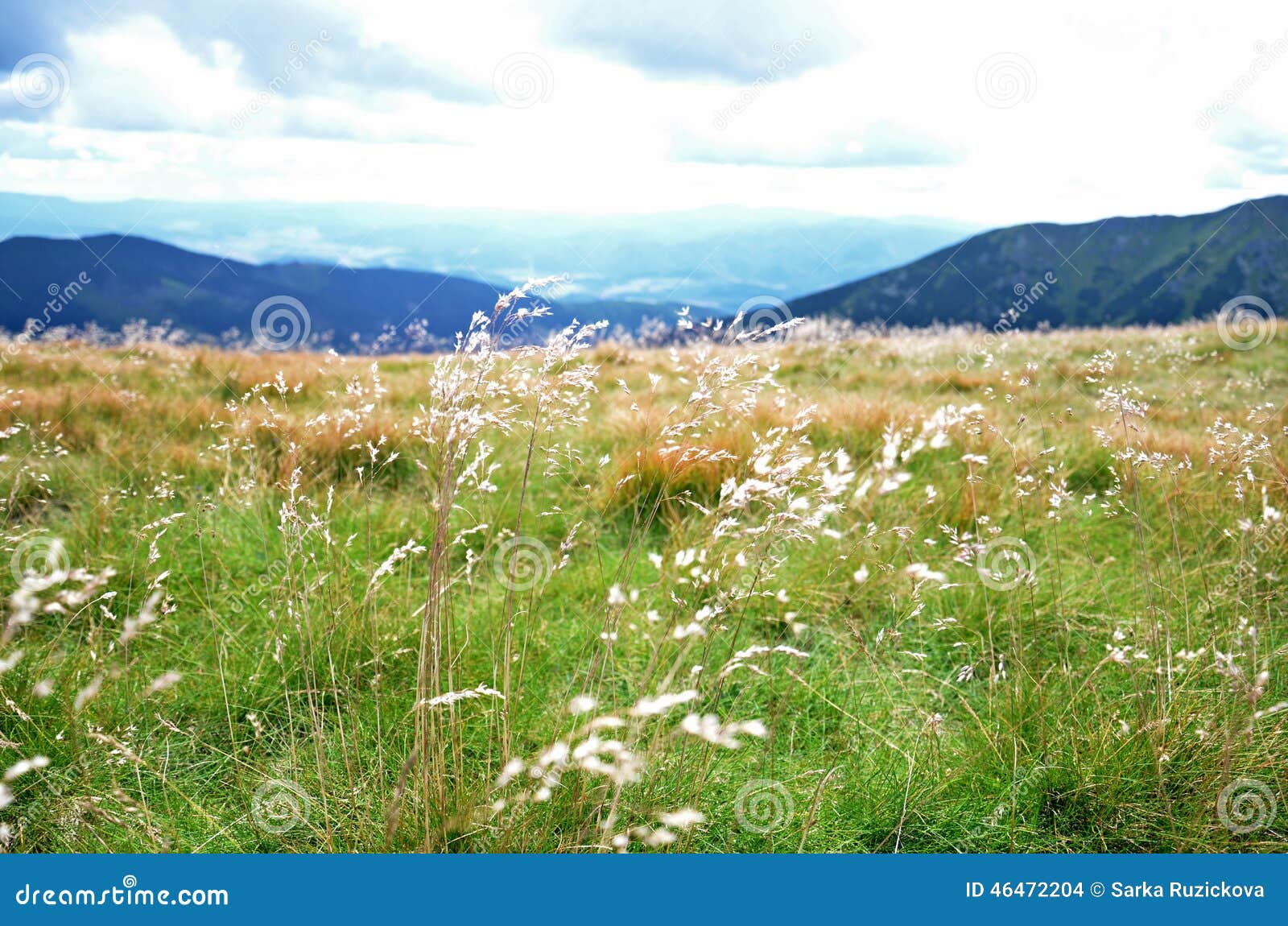 Grass blowing in the wind stock photo. Image of slovakia - 46472204