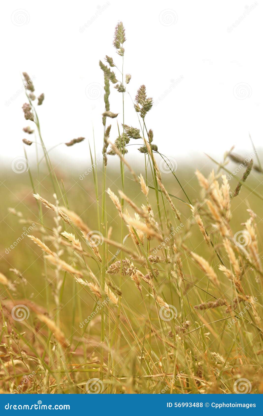 Grass blowing in the wind stock photo. Image of movement - 56993488