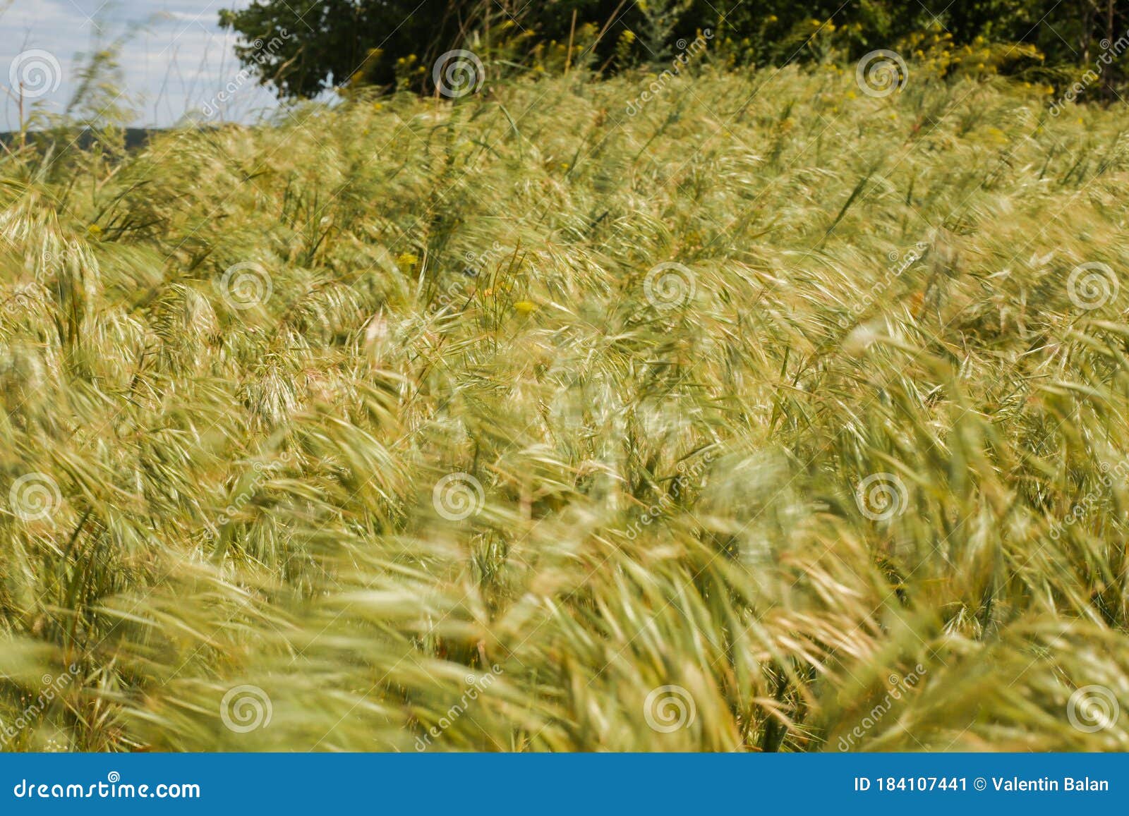 Grass blowing in the wind. stock image. Image of grass - 184107441