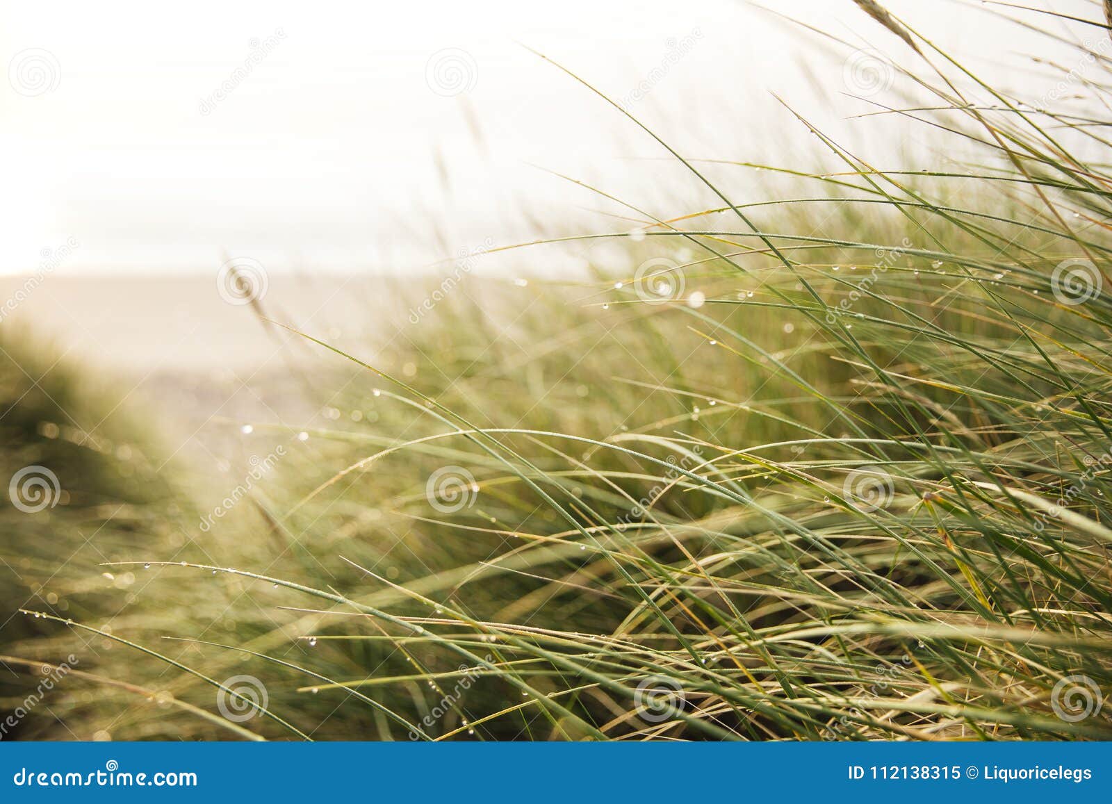 Grass Blowing in the Wind stock image. Image of wallpaper - 112138315