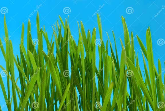 Grass on blue background stock image. Image of background - 18950193