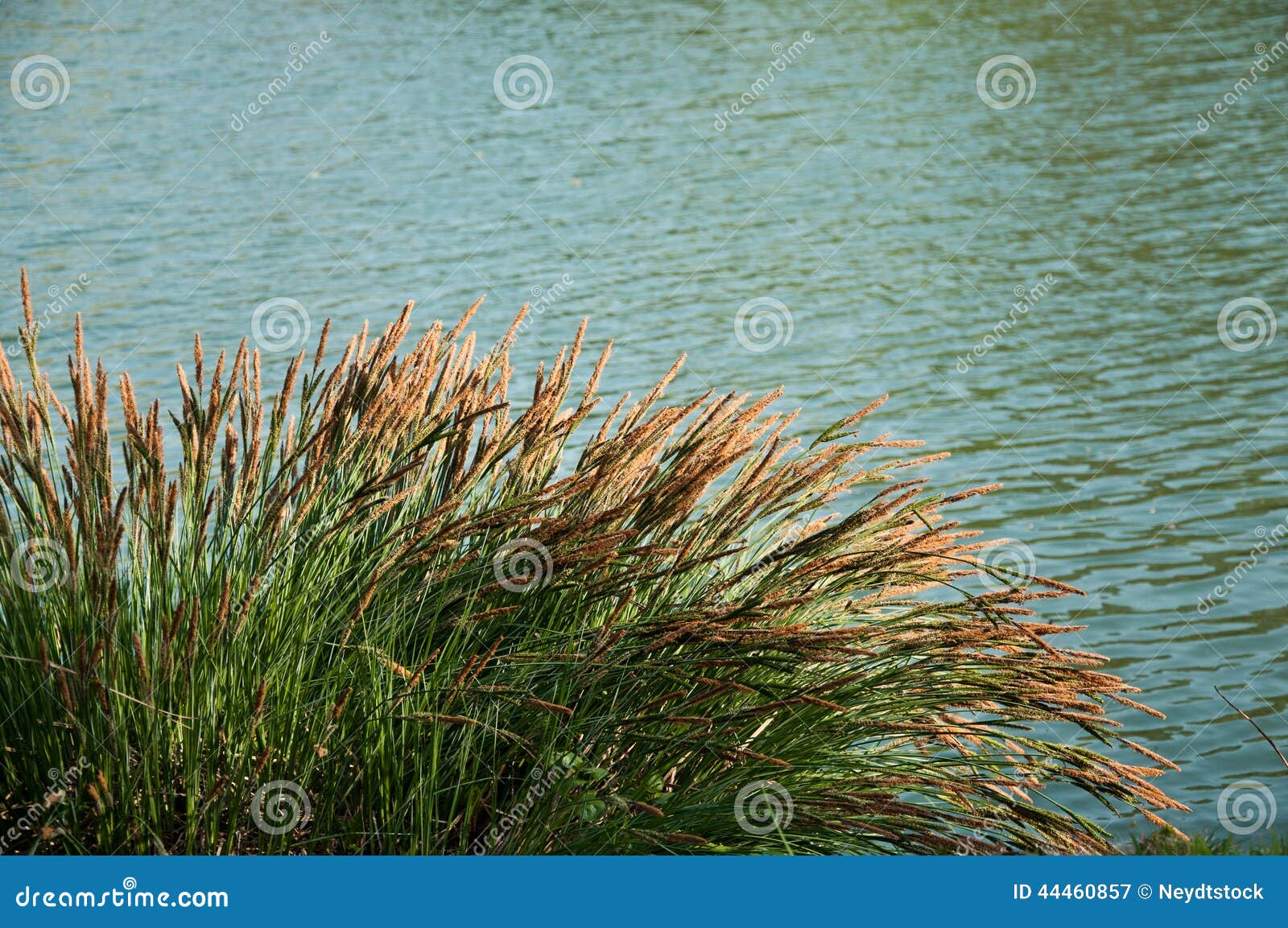 Grass in bord of river stock image. Image of grass, nature - 44460857