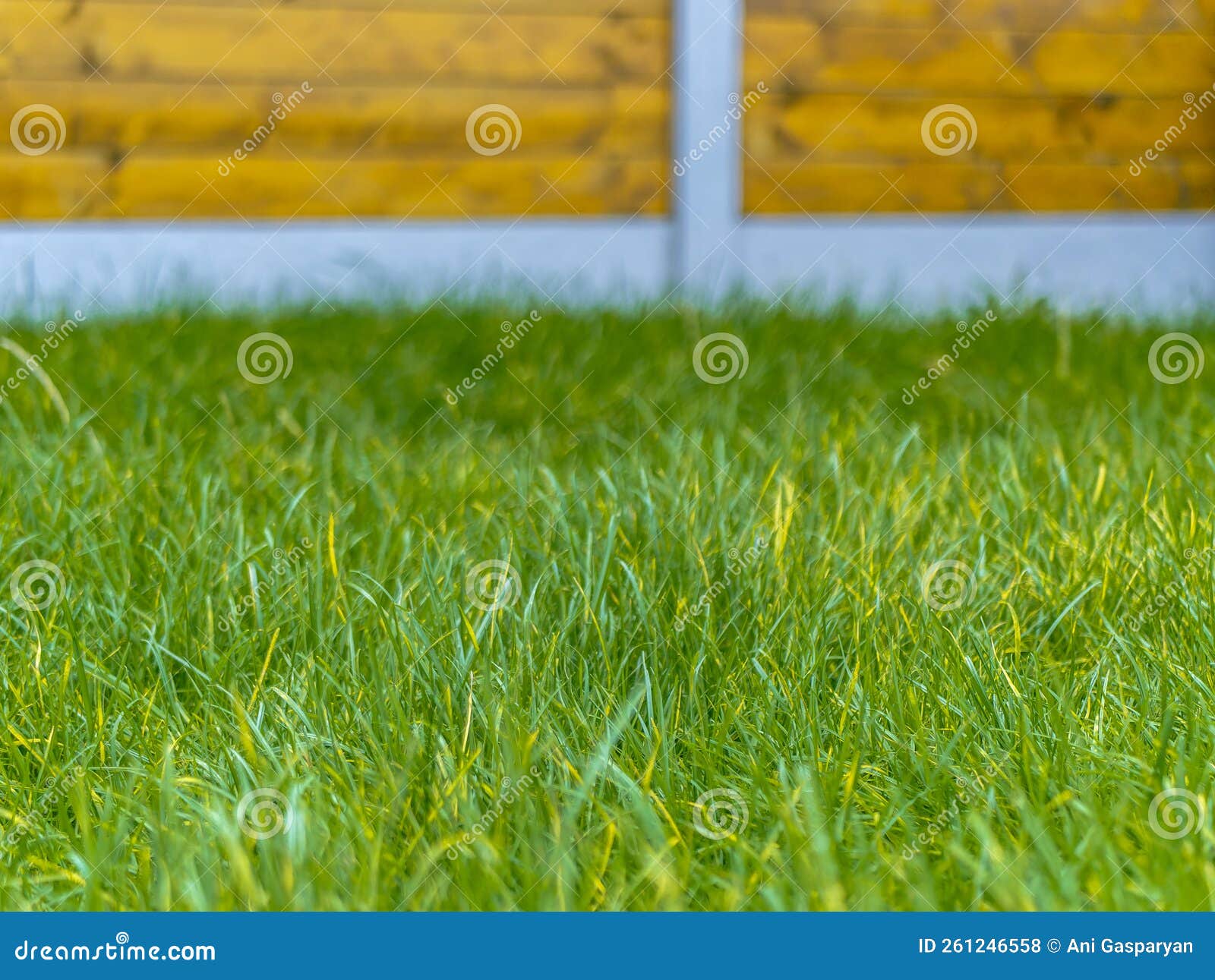 Grass Borders and Frames, Sunny Day Stock Photo - Image of banner ...