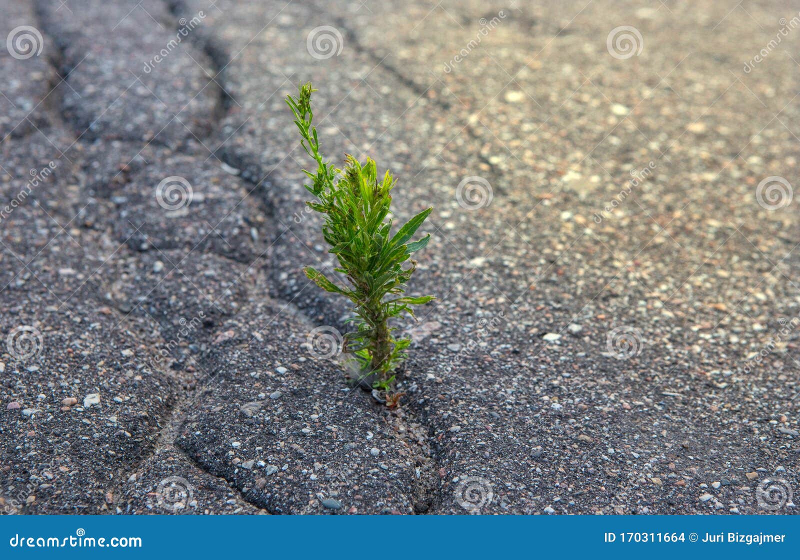 Grass Breaking through Asphalt Stock Photo - Image of closeup, plant ...