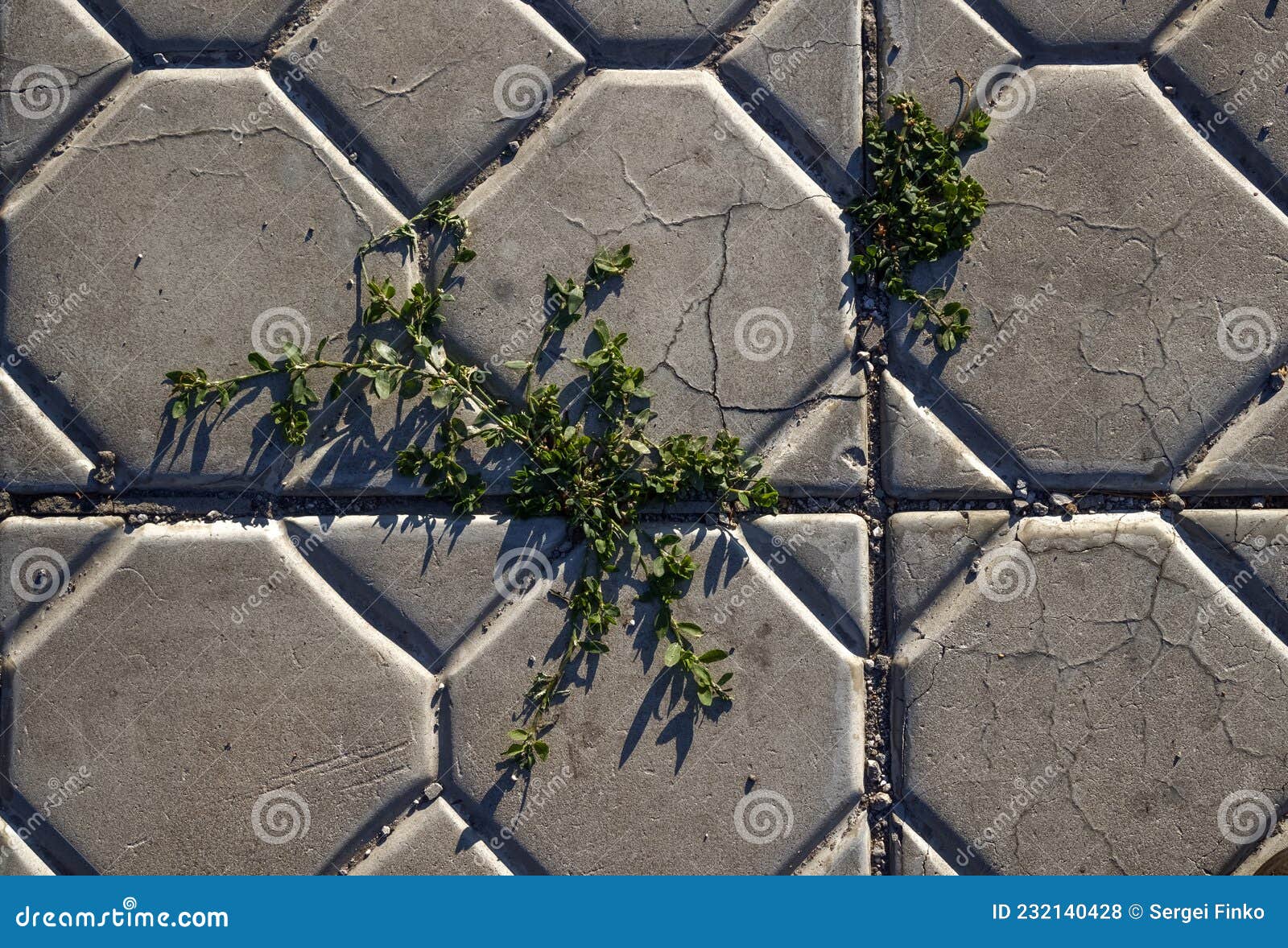 The Grass is Breaking through Stock Photo - Image of grass, ground ...