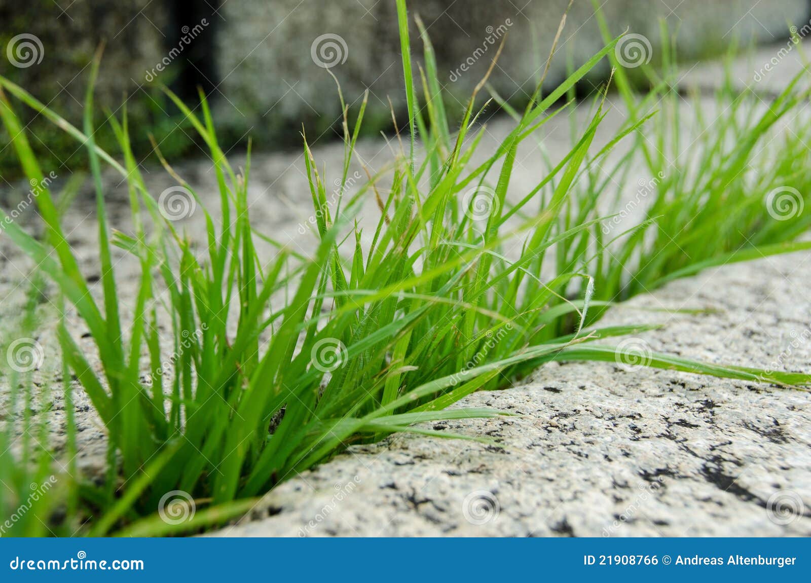 Grass breaking stone open stock photo. Image of granite - 21908766
