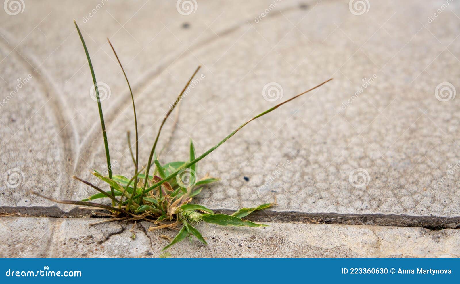 Grass Breaks through the Concrete Stock Photo - Image of nature ...