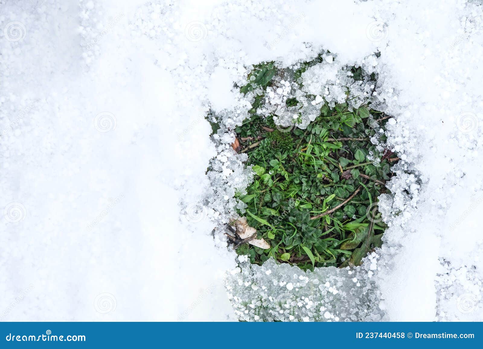Grass Breaks through a Crack in the Snow. Green Grass in the Snow Stock ...