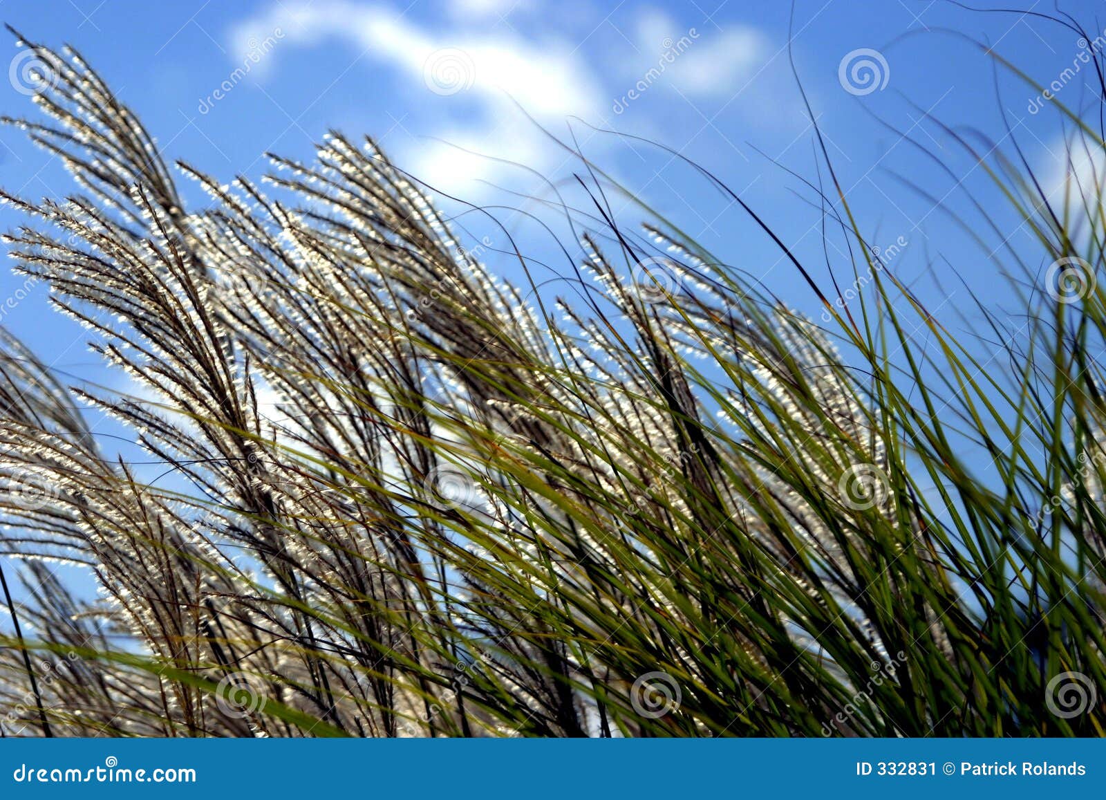 Grass in Breeze stock image. Image of nature, field, wind - 332831