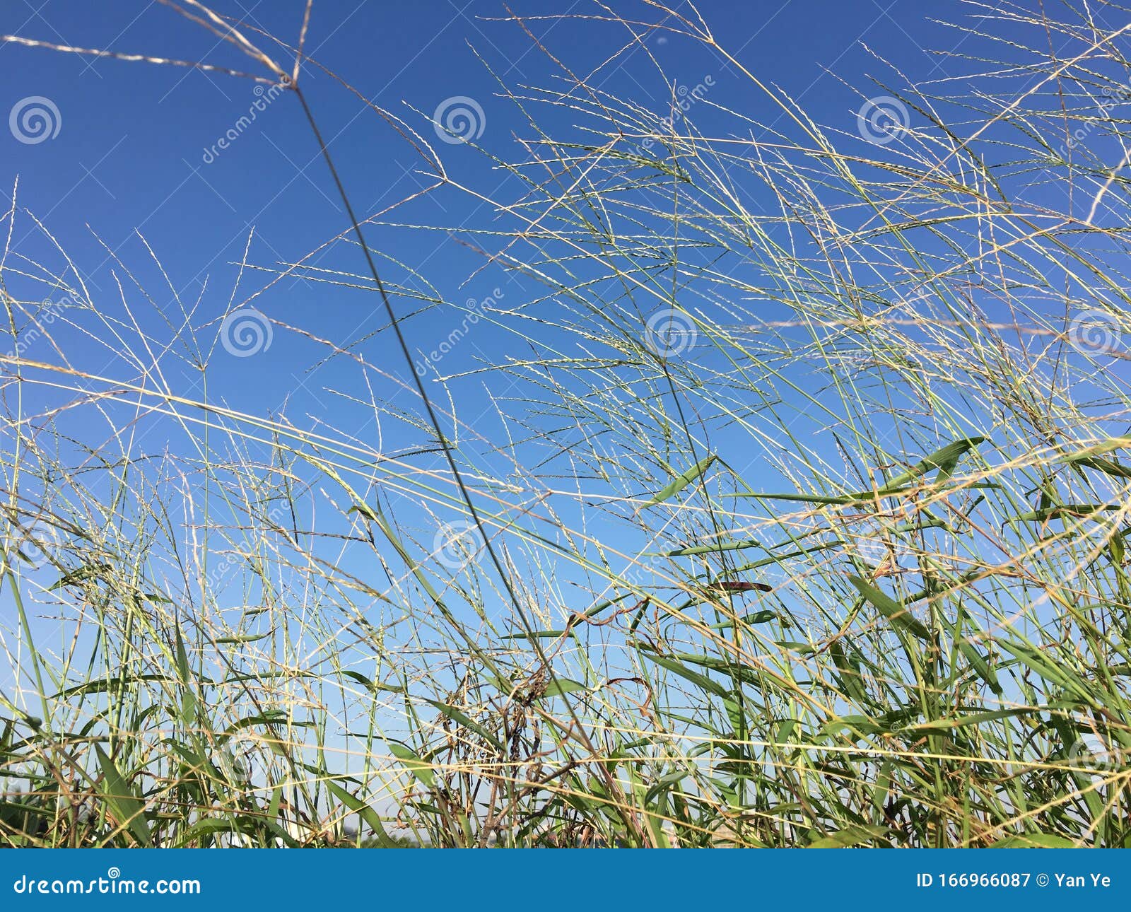 The grass in the breeze stock image. Image of kong, jungle - 166966087