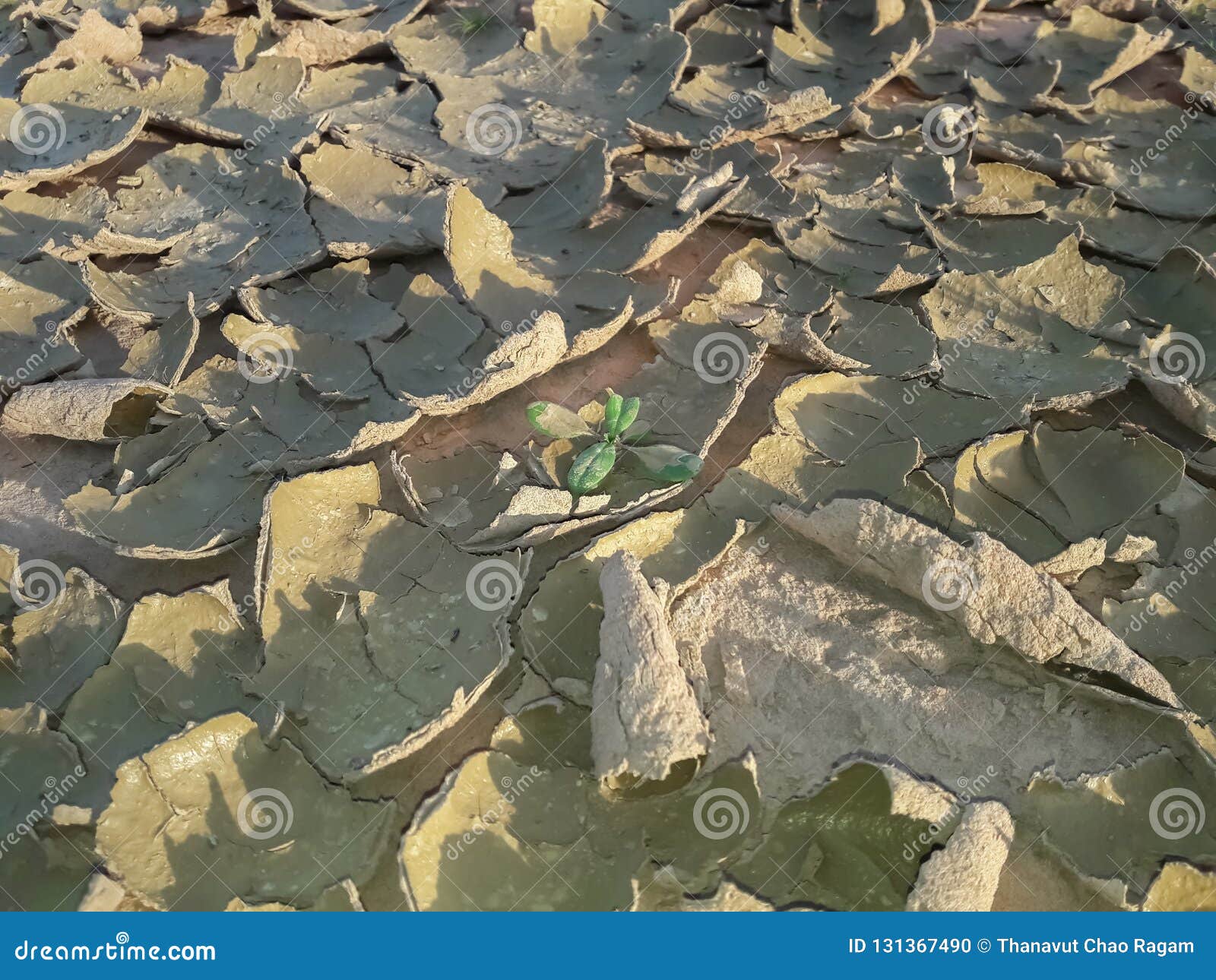 Grass and broken ground stock photo. Image of beautiful - 131367490
