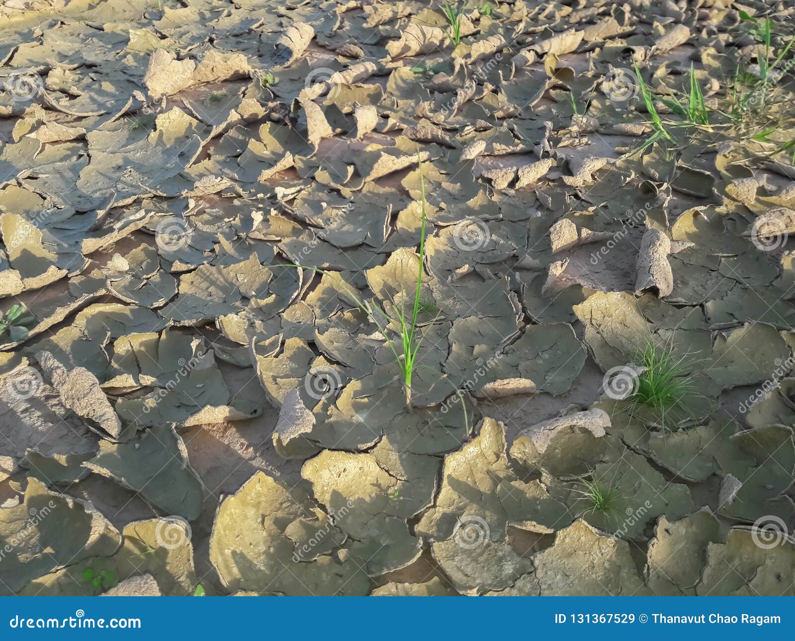 Grass and broken ground stock image. Image of desert - 131367529