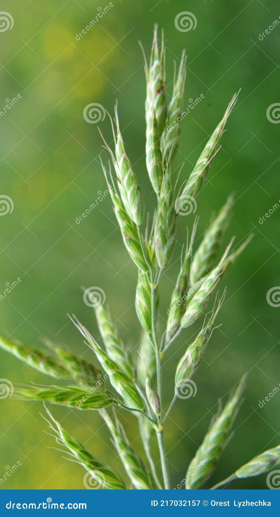 Grass Bromus Grows in Grasslands Stock Image - Image of nature ...