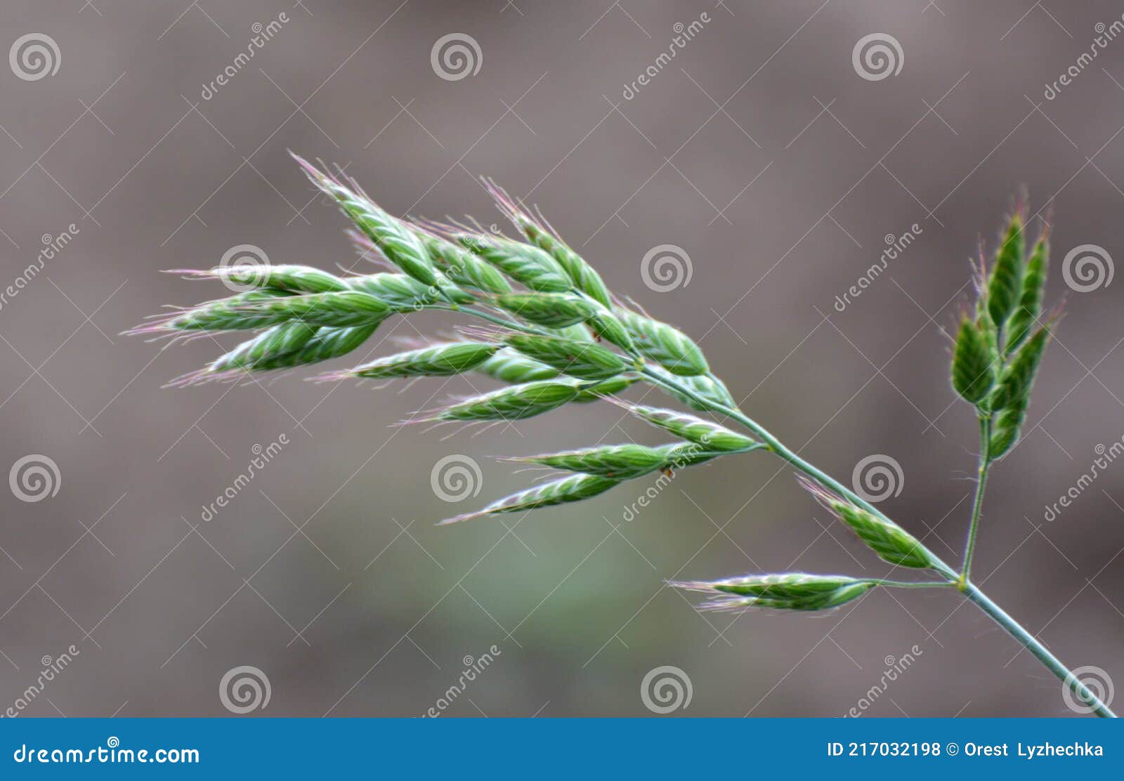 Grass Bromus Grows in Grasslands Stock Photo - Image of fodder, inermis ...