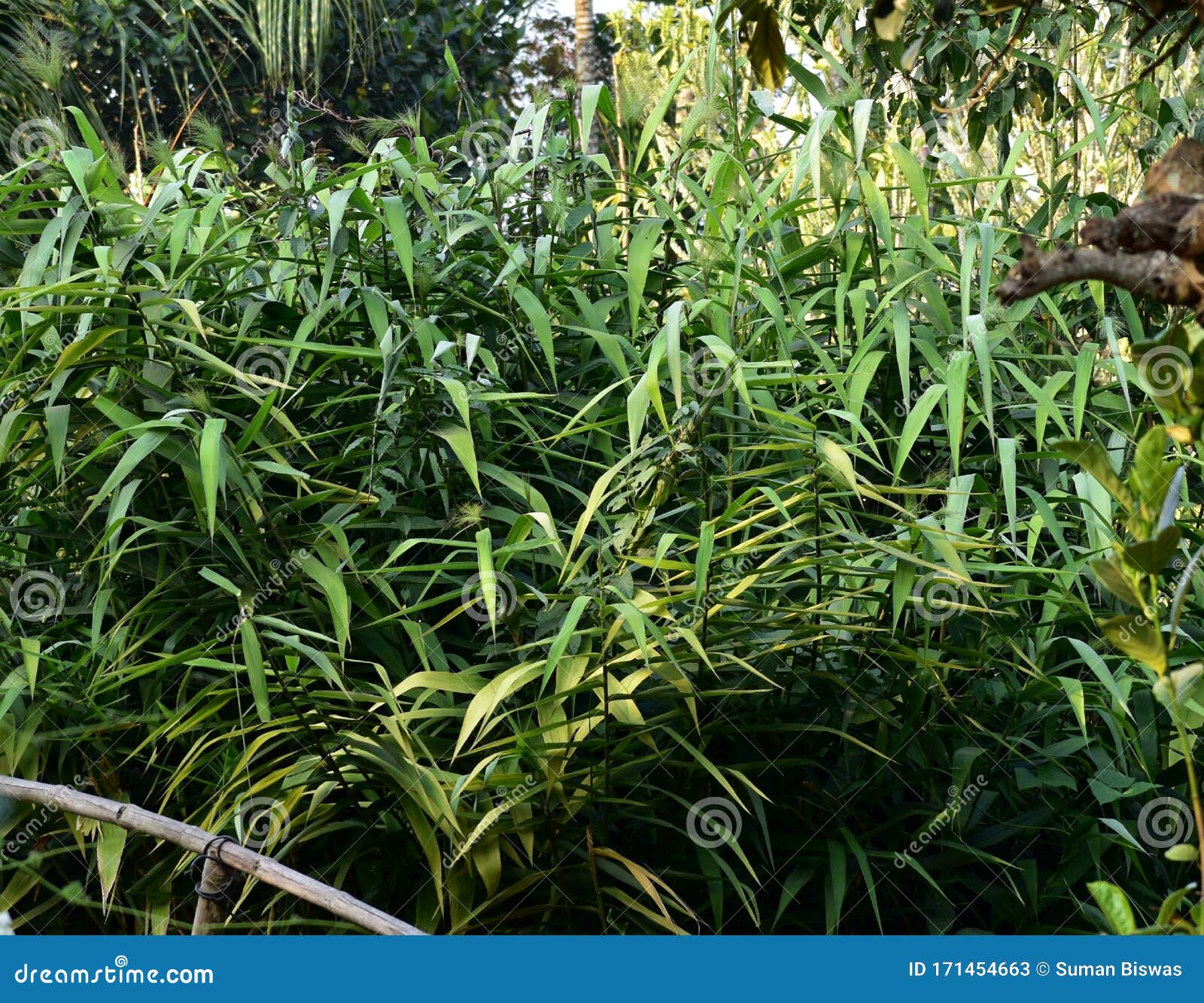 Grass Broom Plant or Tiger Grass Plant Stock Image - Image of ...