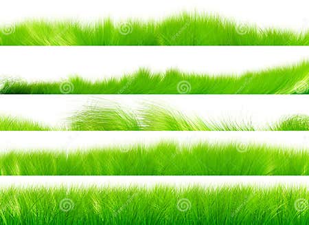 Grass Brush Set 01 stock illustration. Illustration of seedling - 16591332