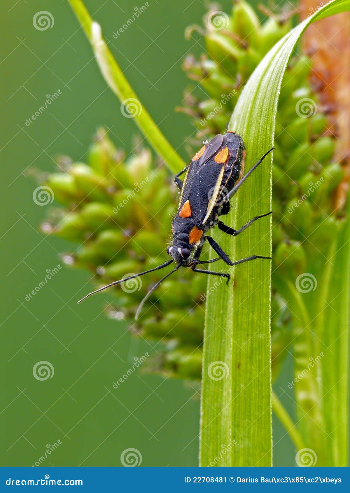 Grass bug stock image. Image of grass, background, outdoor - 22708481