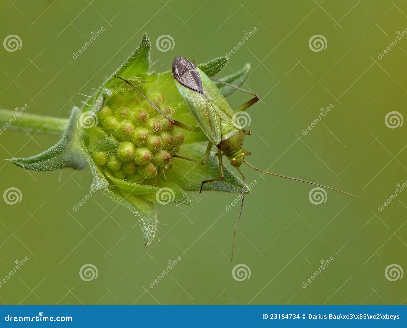 Grass bug stock photo. Image of grass, field, forest - 23184734