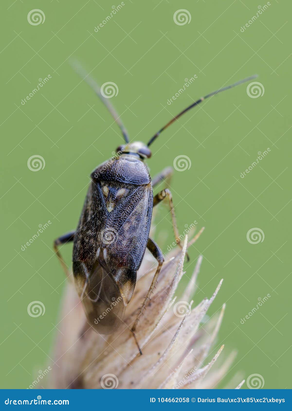 Grass bug stock photo. Image of wild, garden, macro - 104662058