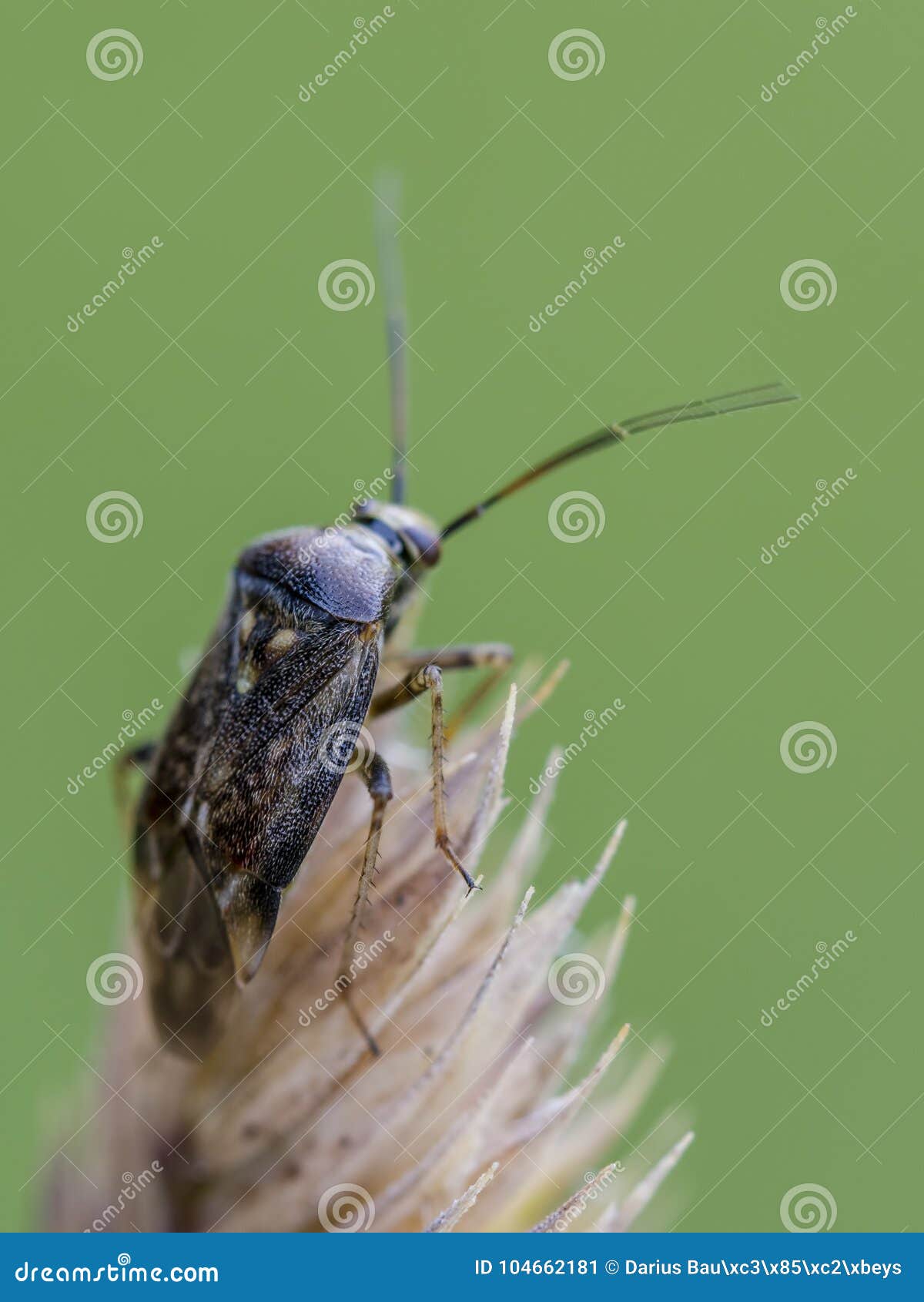 Grass Bug Stock Photos - Royalty Free Images
