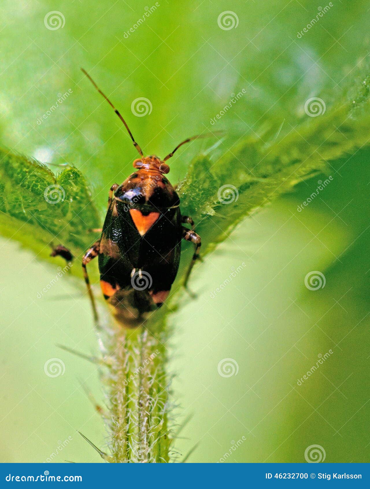 Grass Bug, Miridae Deraeocoris Ruber Stock Photo - Image of beauty ...