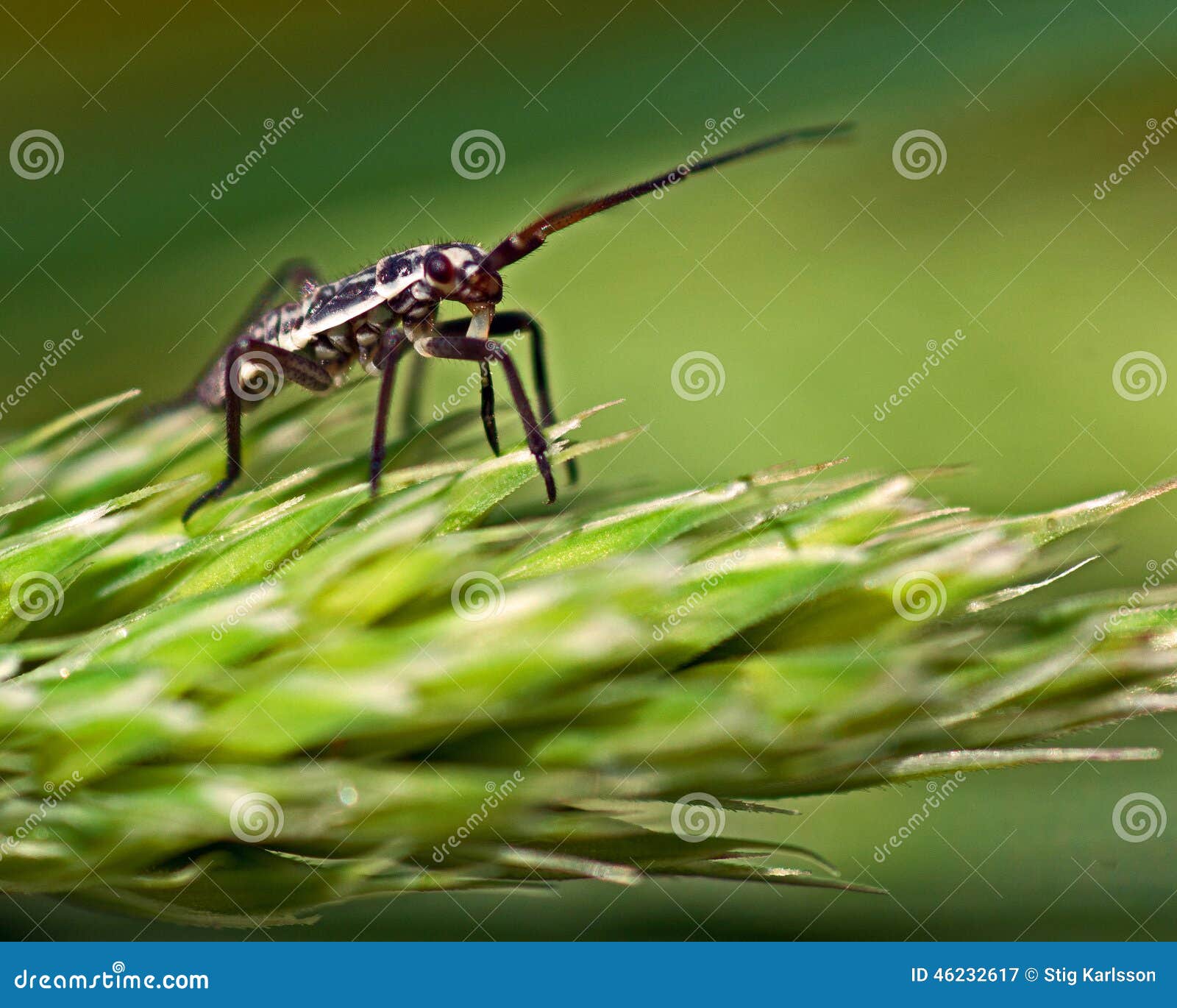 Grass Bug, Miridae Leptopterna Dolabrata Stock Image - Image of ...