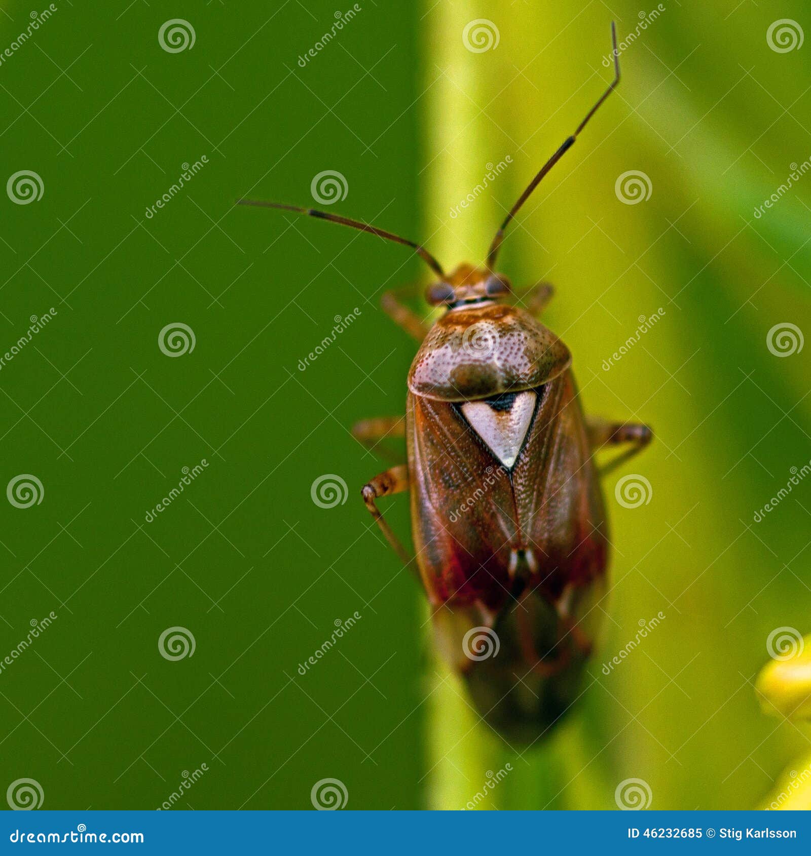 Grass Bug, Miridae Lygus Pratensis Stock Image - Image of grass ...