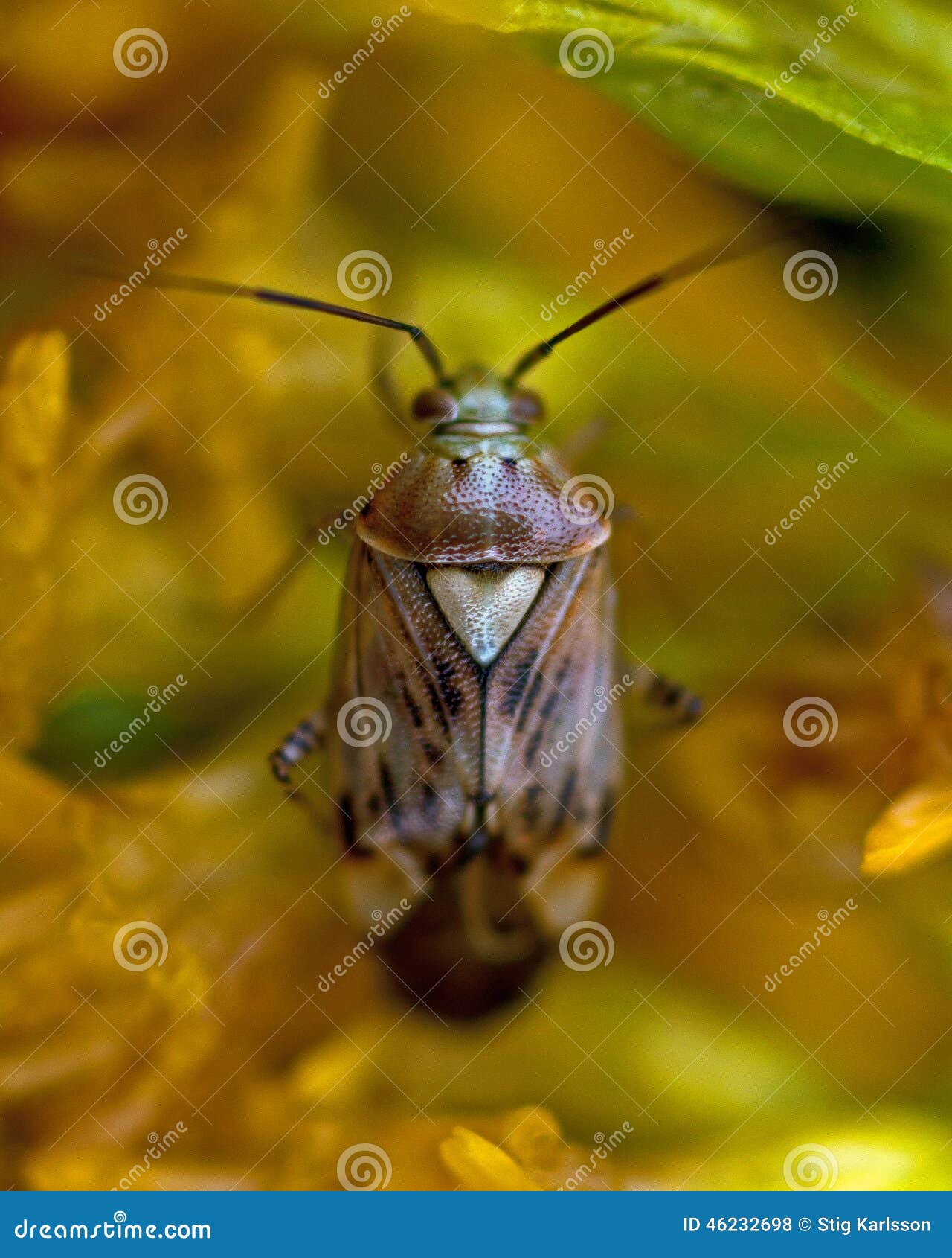 Grass Bug, Miridae Lygus Pratensis Stock Photo - Image of long, flower ...