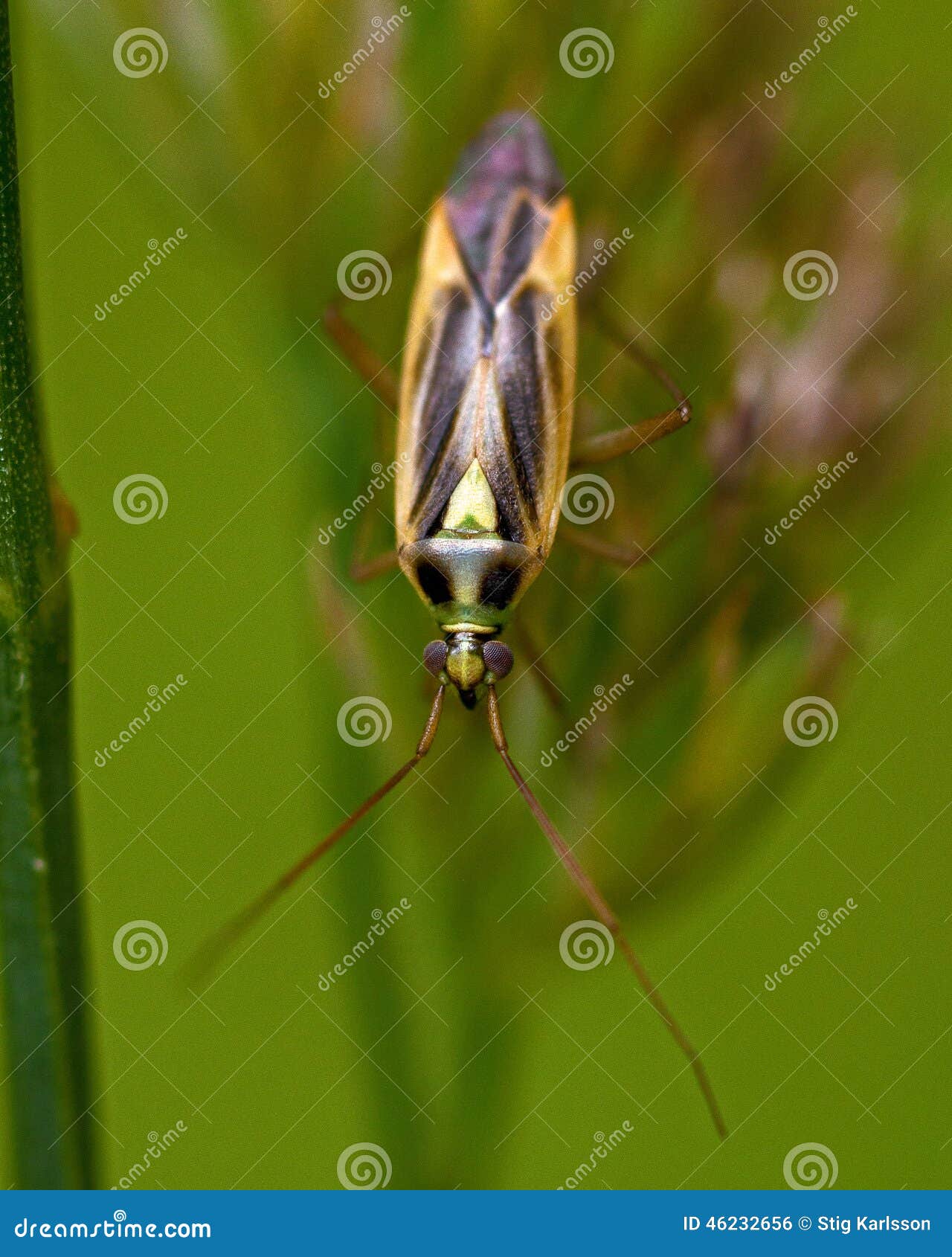 Grass Bug, Miridae Stenotus Binotatus Stock Photo - Image of brown ...