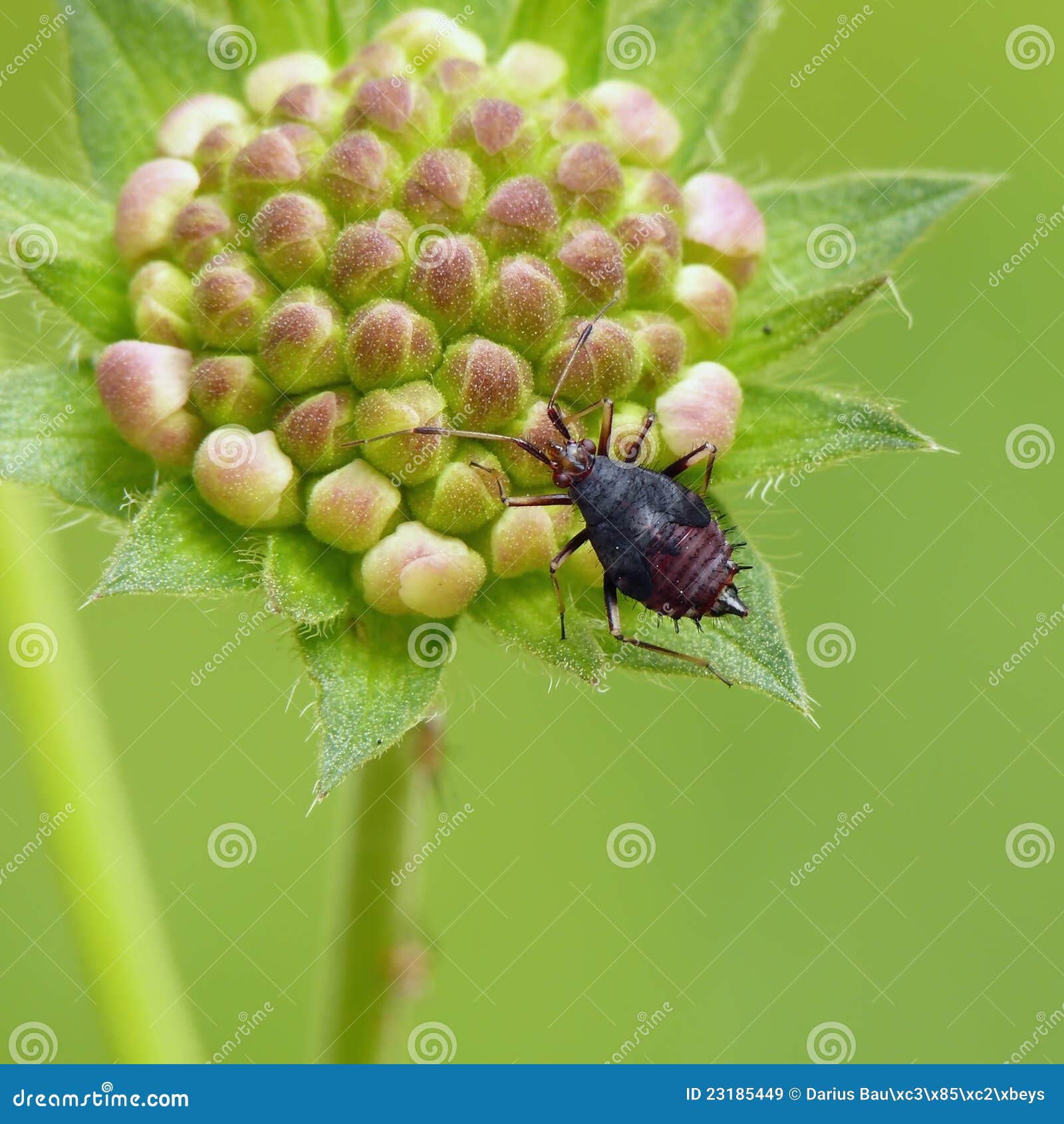 Grass bug nymph stock image. Image of miridae, knautia - 23185449