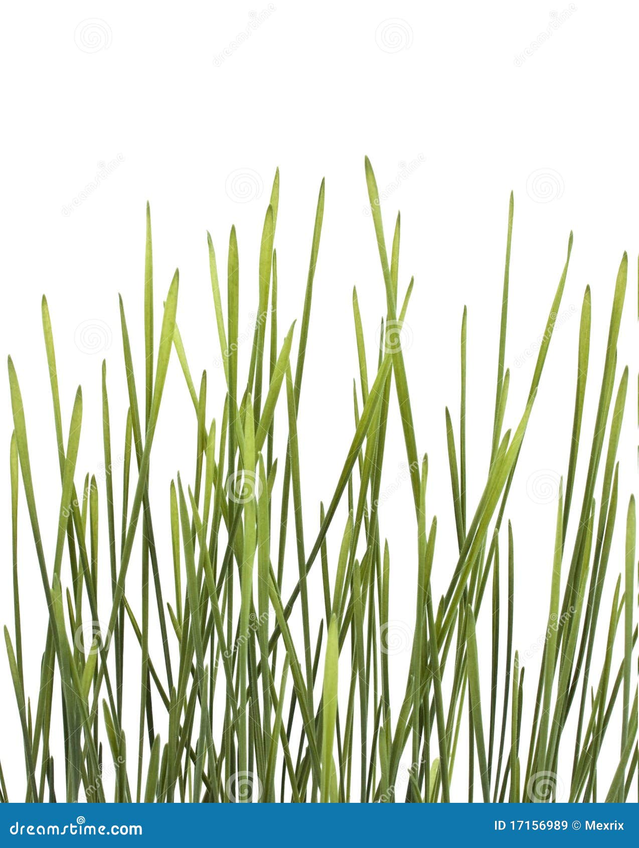 Grass bunch stock image. Image of freshness, farm, lawn - 17156989