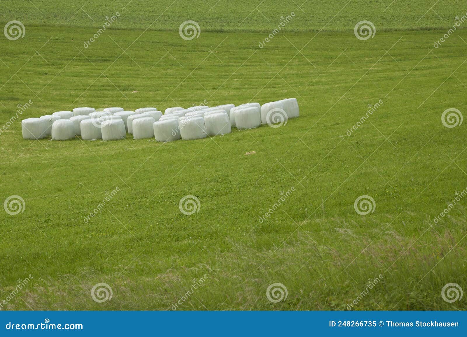 Grass Bundle Wrapped in Plastic on a Green Meadow Stock Image - Image ...