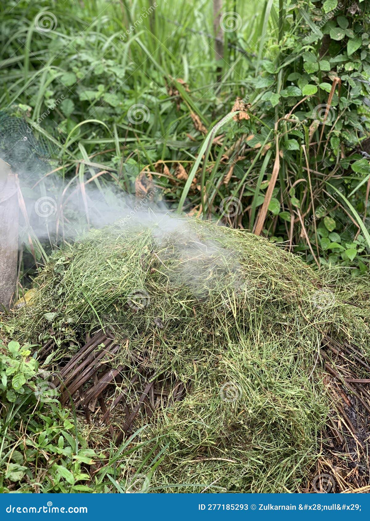 Grass burning stock image. Image of gress, smoke, produce - 277185293