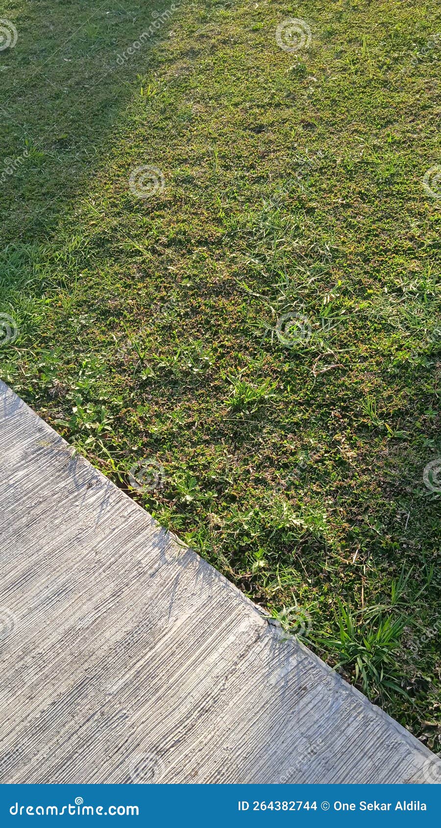 Grass in the cafe stock photo. Image of cafe, shine - 264382744