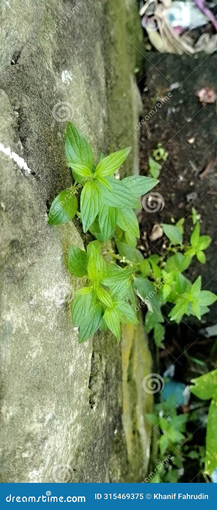 This Grass Can Grow in Damp Places Stock Image - Image of grow, grass ...