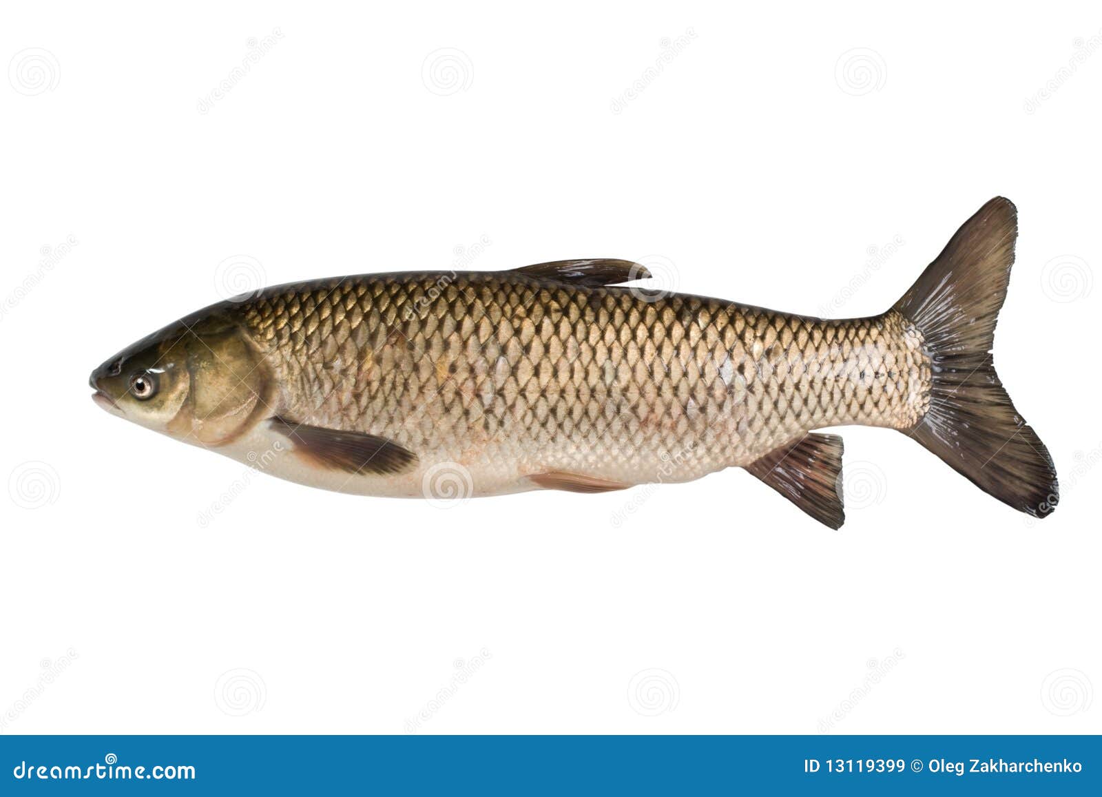 Grass Carp Breaking The Surface Tension Of Water In A Small Pond ...