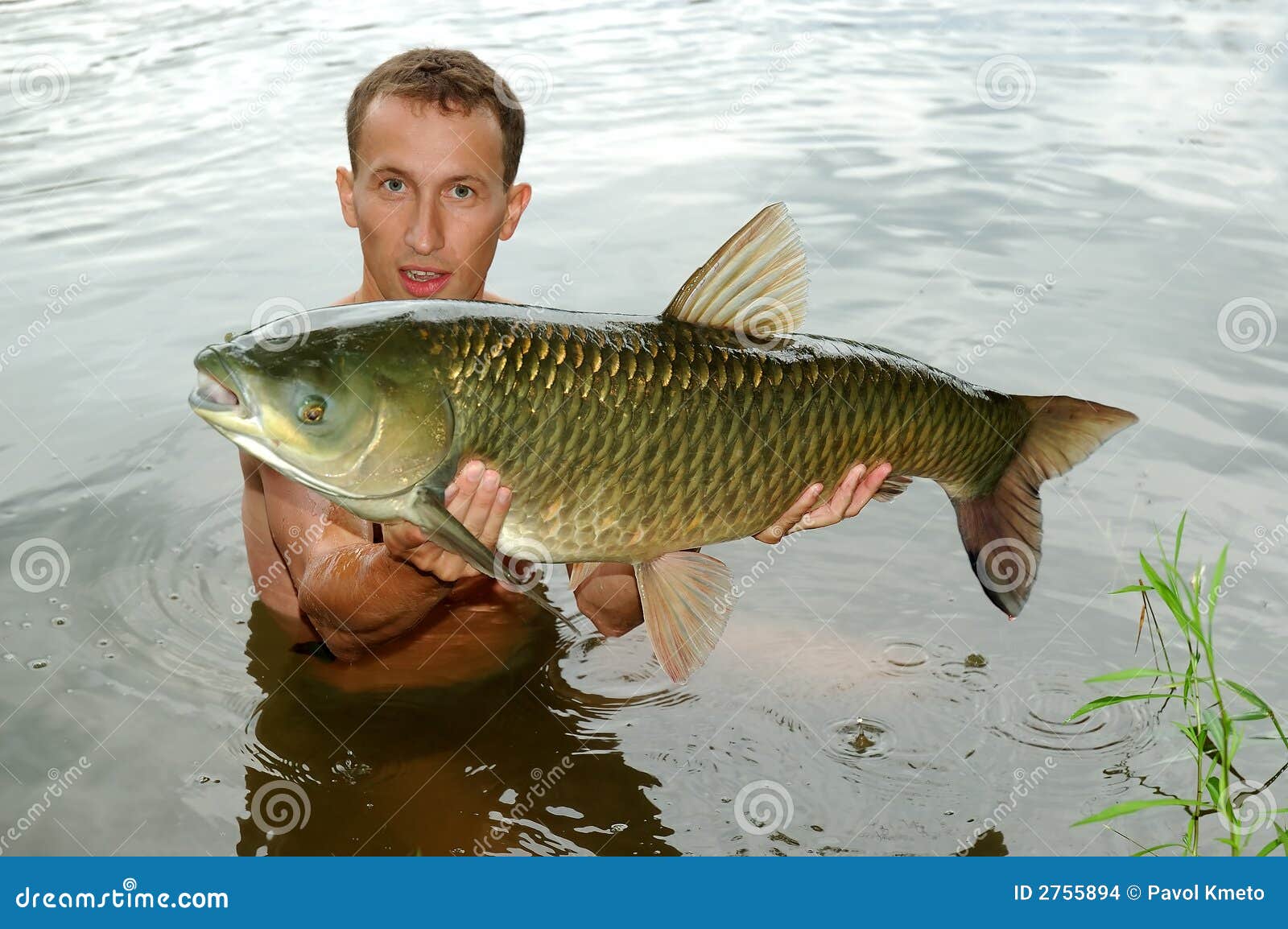 Grass carp stock photo. Image of huge, angler, coast, grass - 2755894