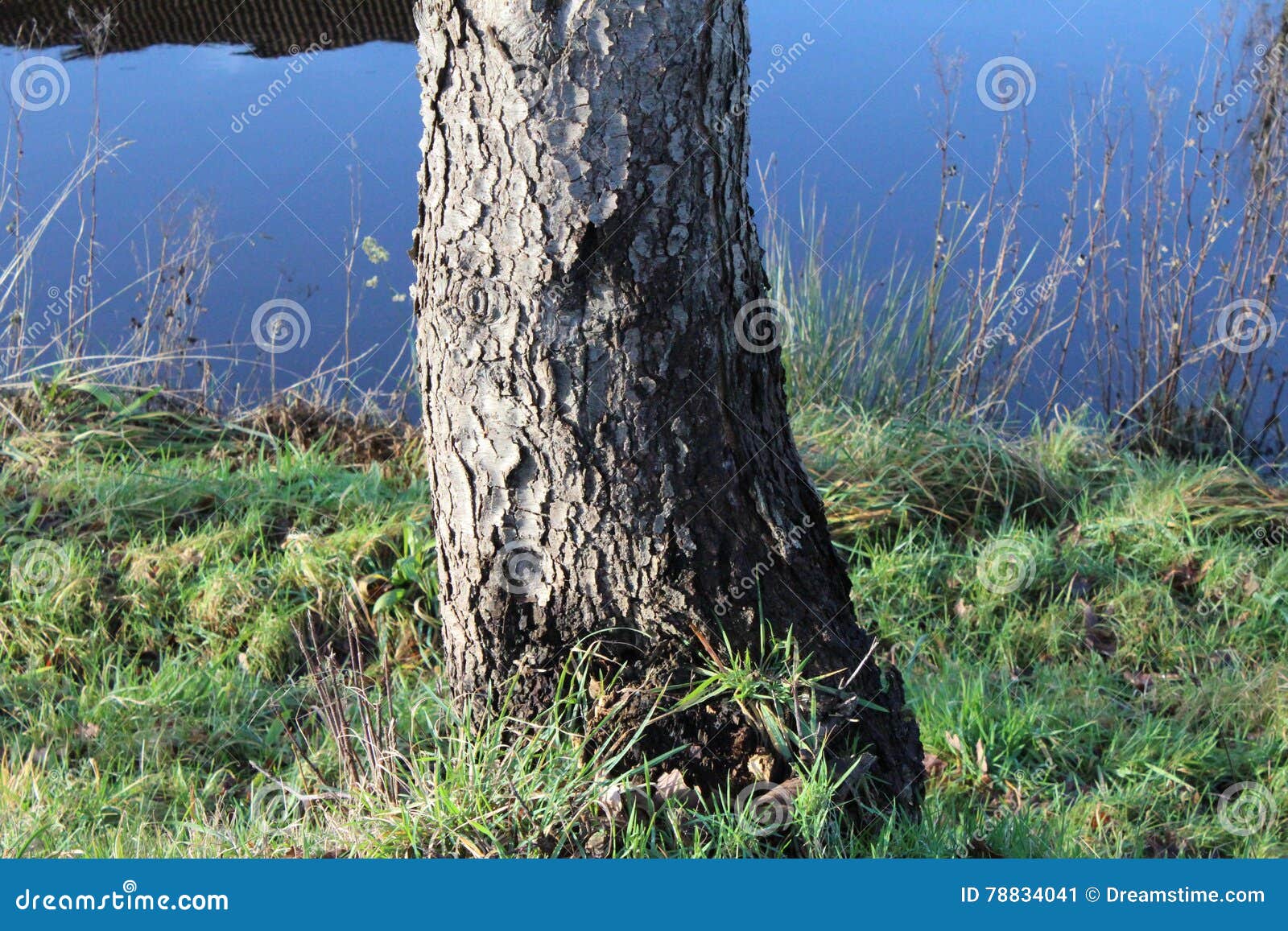 Grass, channel and tree stock image. Image of trees, black - 78834041