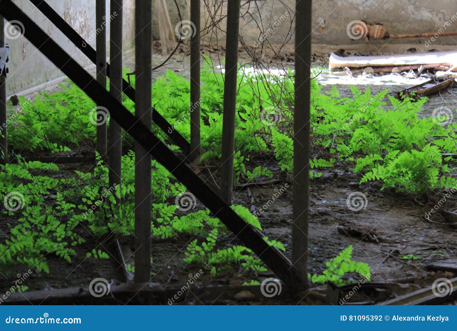 Grass in Chernobyl stock photo. Image of explosion, disaster - 81095392