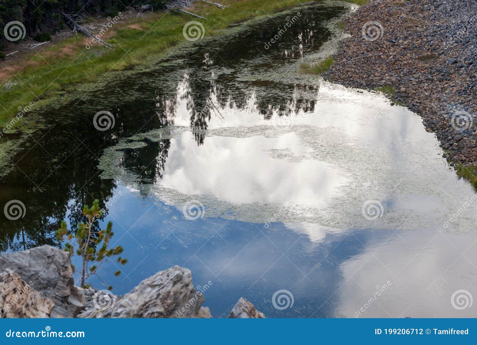 Grass Circle in a Shallow Pond Stock Photo - Image of natural, shape ...